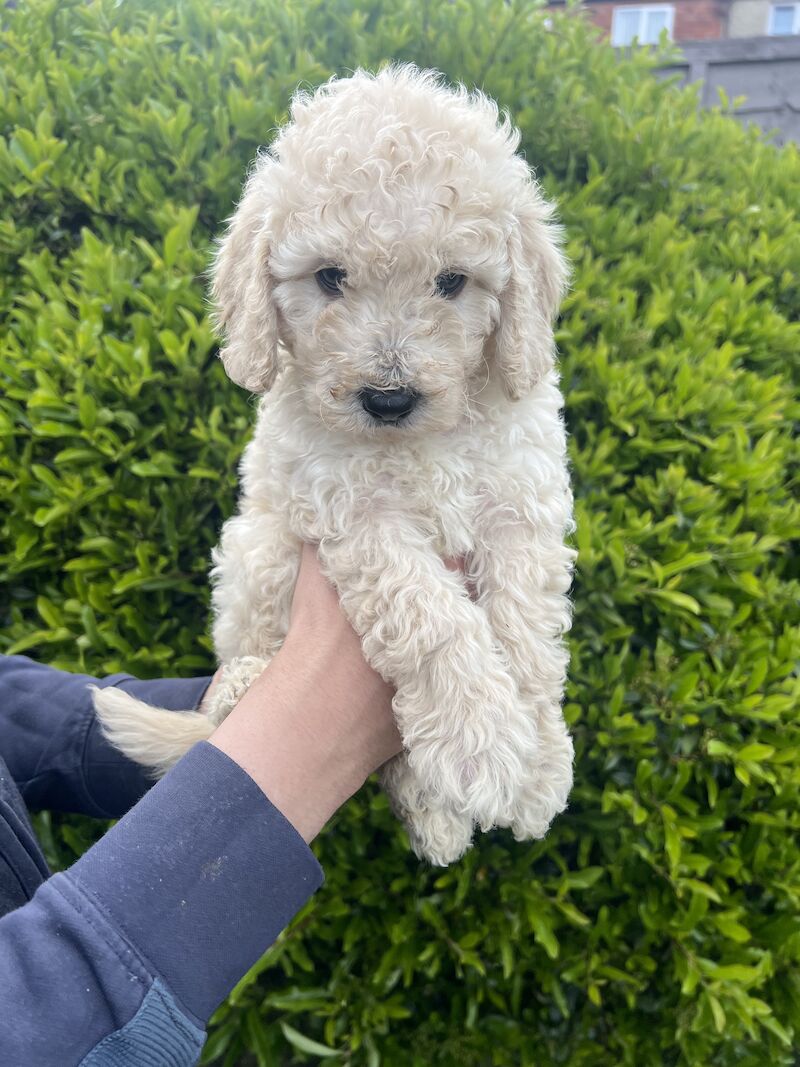 F1 Toy Cockapoo Puppies For Sale in Telford, Shropshire