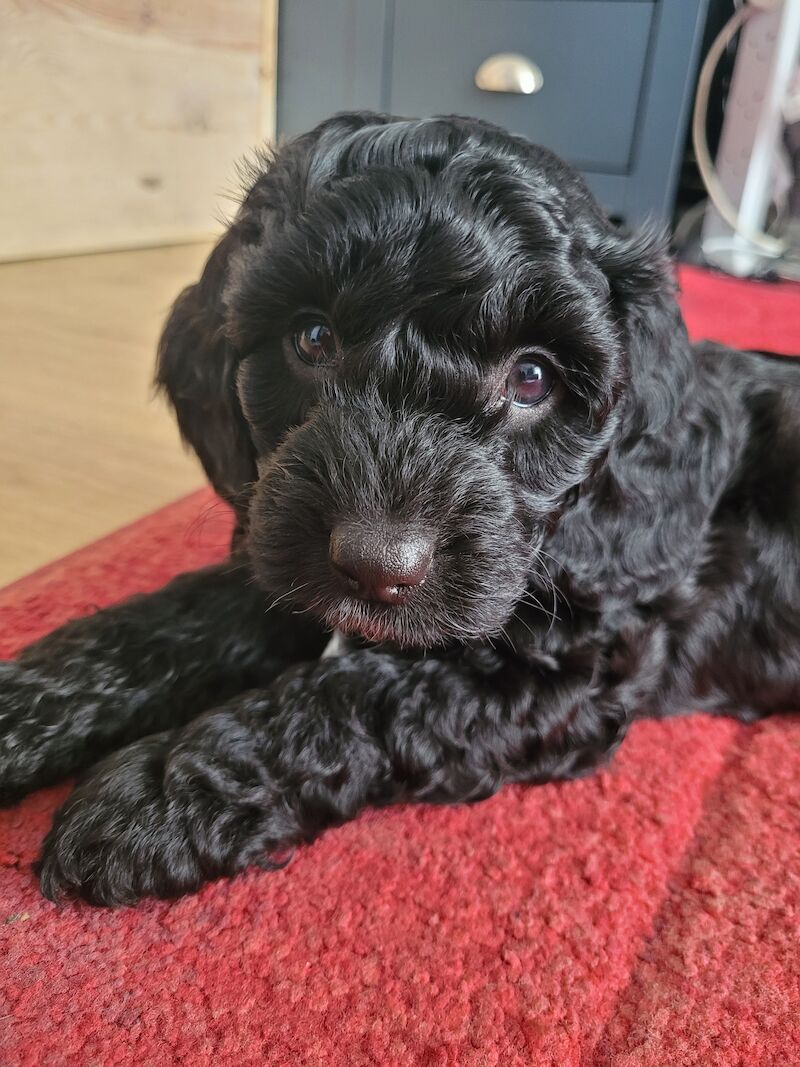 Cockapoo Dogs And Puppies For Sale Under £500