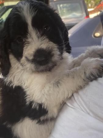 Cockapoo Puppies For Sale Under £500 | Cockapoo Owners