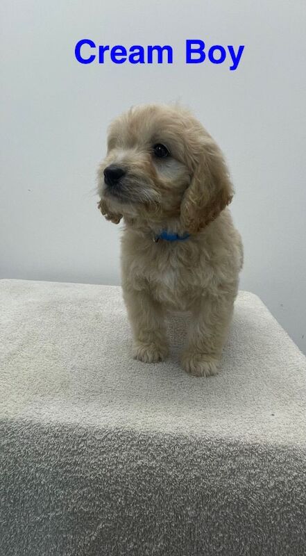 Miniature Kennel Club Registered Cockapoo Puppies For Sale | Cockapoo ...