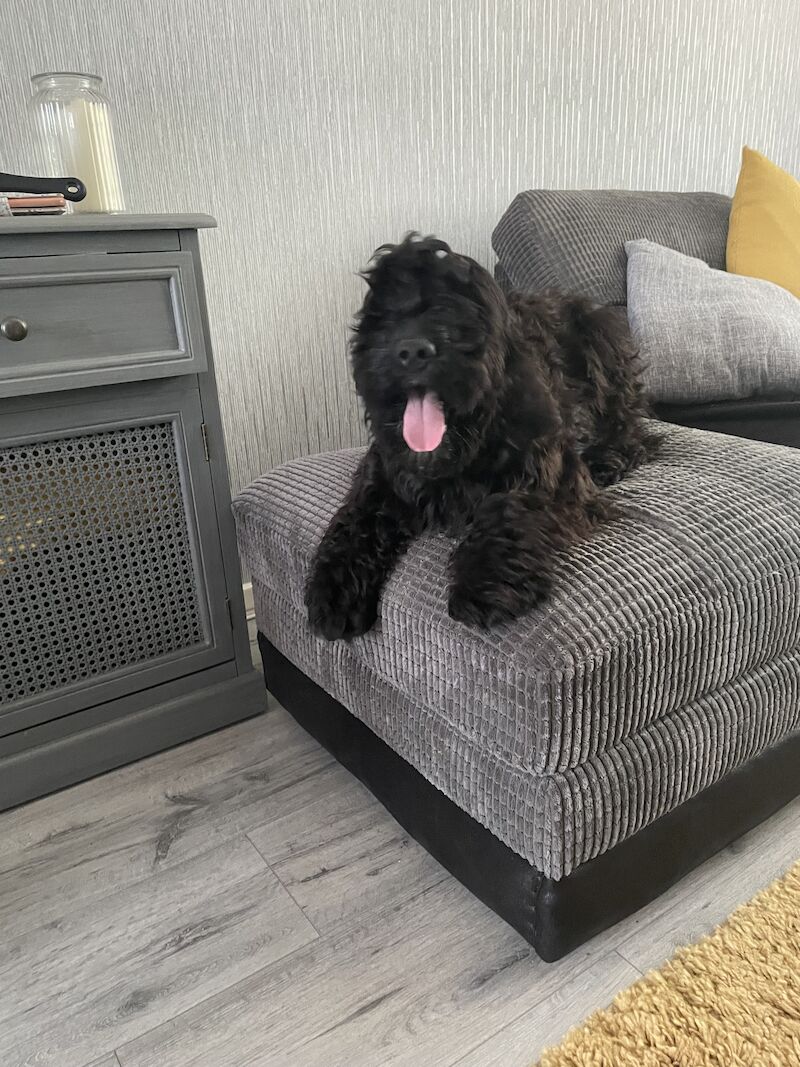 Cockapoo Dogs And Puppies For Sale Under £500