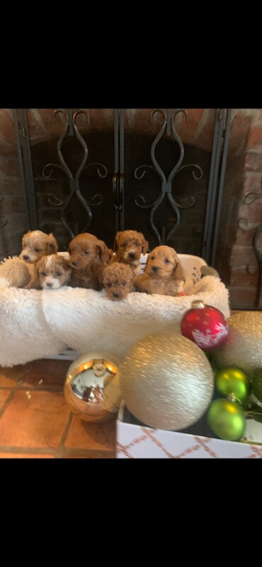 Miniature Kennel Club Registered Cockapoo Puppies For Sale | Cockapoo ...