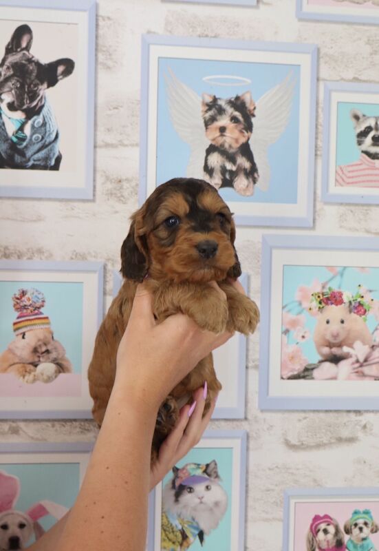 A Stunning Litter Of F1 Cockapoos - Cockapoo Puppies For Sale in ...