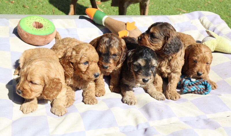 A Stunning Litter Of F1 Cockapoos - Cockapoo Puppies For Sale in ...