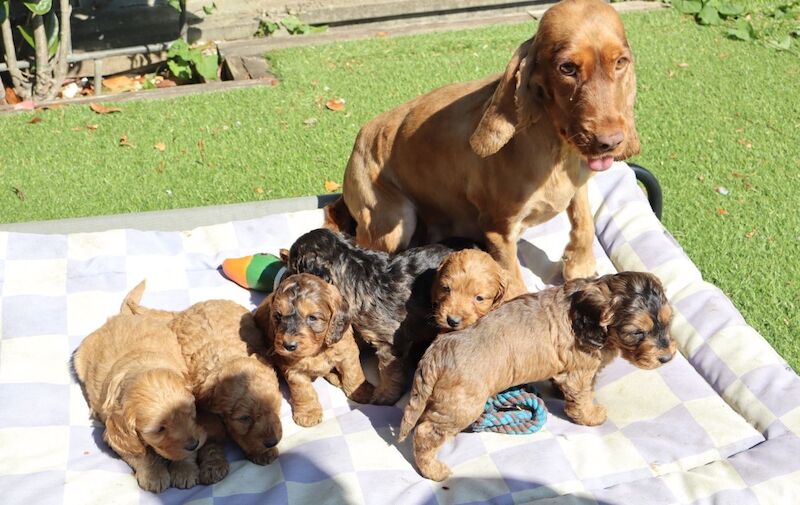 A Stunning Litter Of F1 Cockapoos - Cockapoo Puppies For Sale in ...