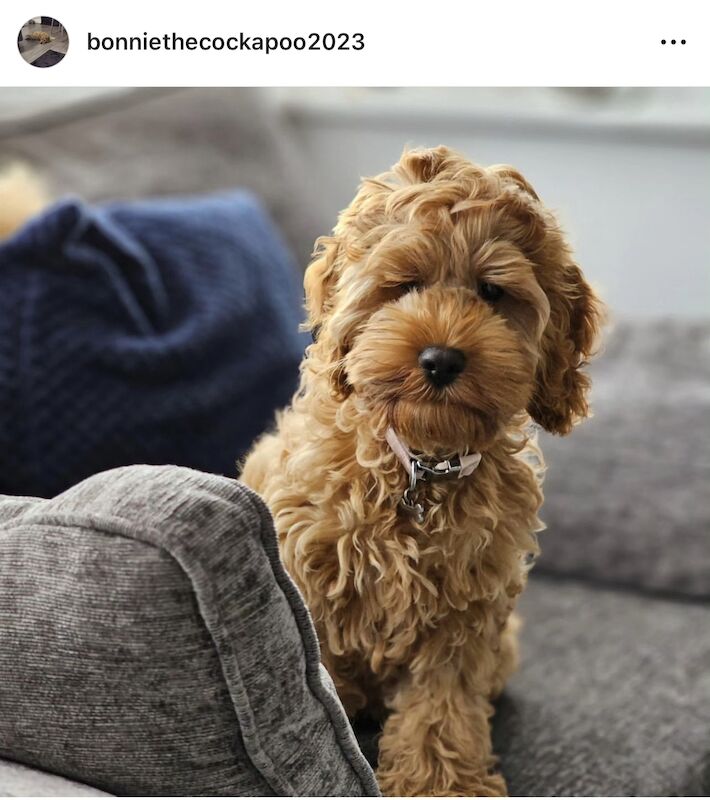 Results Page 2 For Cockapoo Dogs And Puppies For Sale