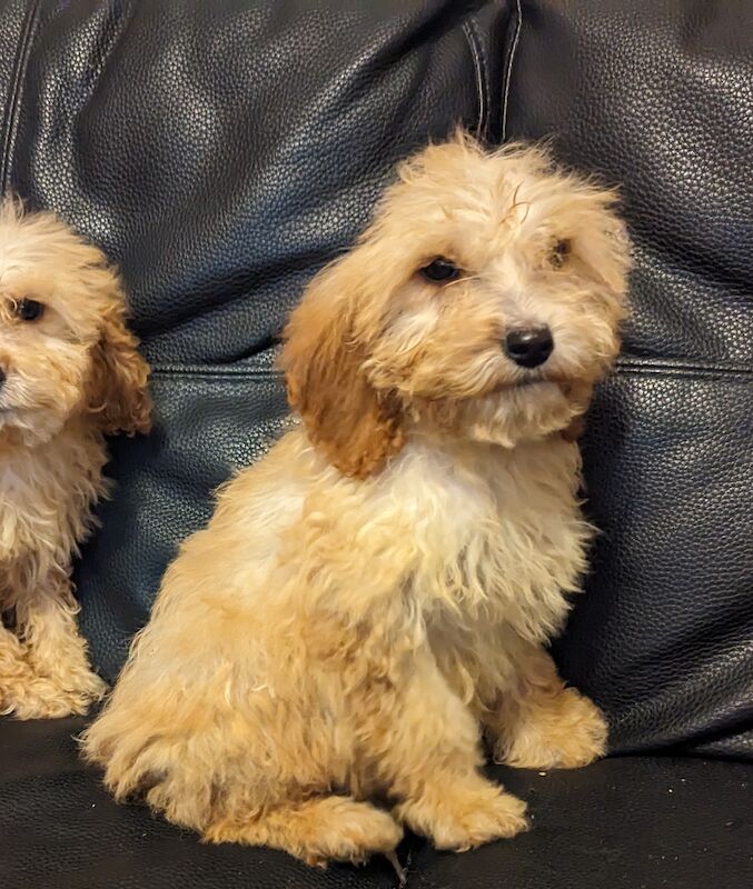 Results Page 2 For Cockapoo Dogs And Puppies For Sale