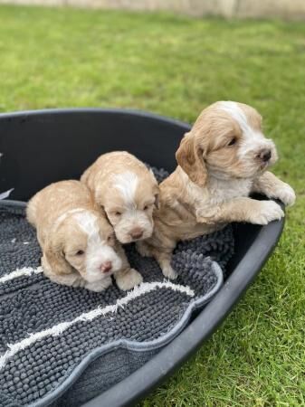 Cockapoo Puppies For Sale Under £500 | Cockapoo Owners