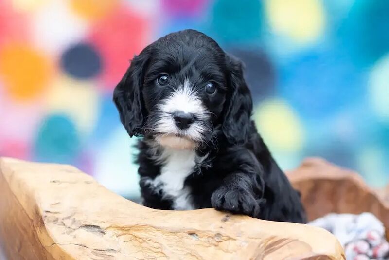 Black Cockapoo Puppy