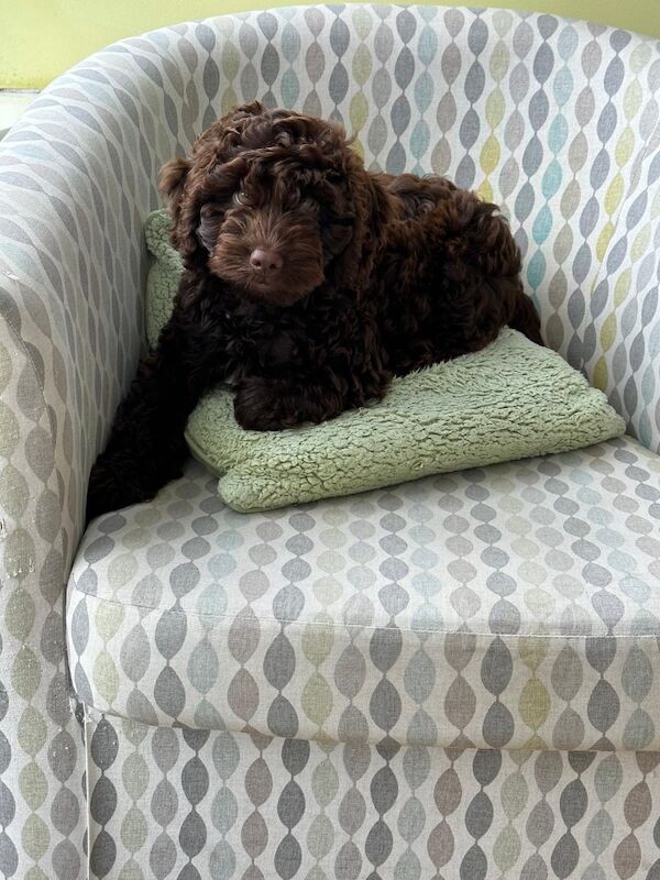 Cockapoo 16 Weeks Old Boy For Sale in Basingstoke, Hampshire | Cockapoo ...