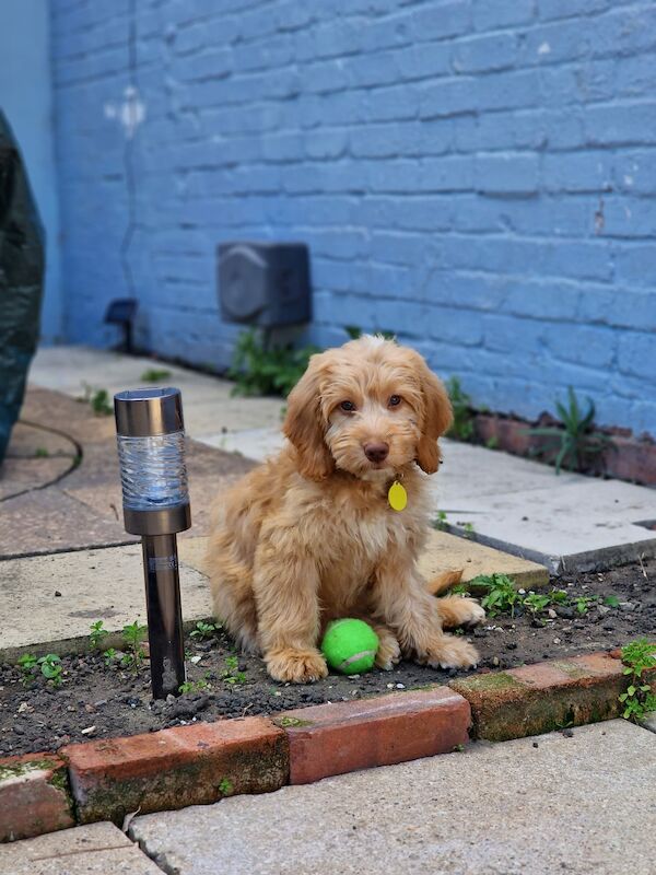 Results Page 2 For Cockapoo Dogs And Puppies For Sale