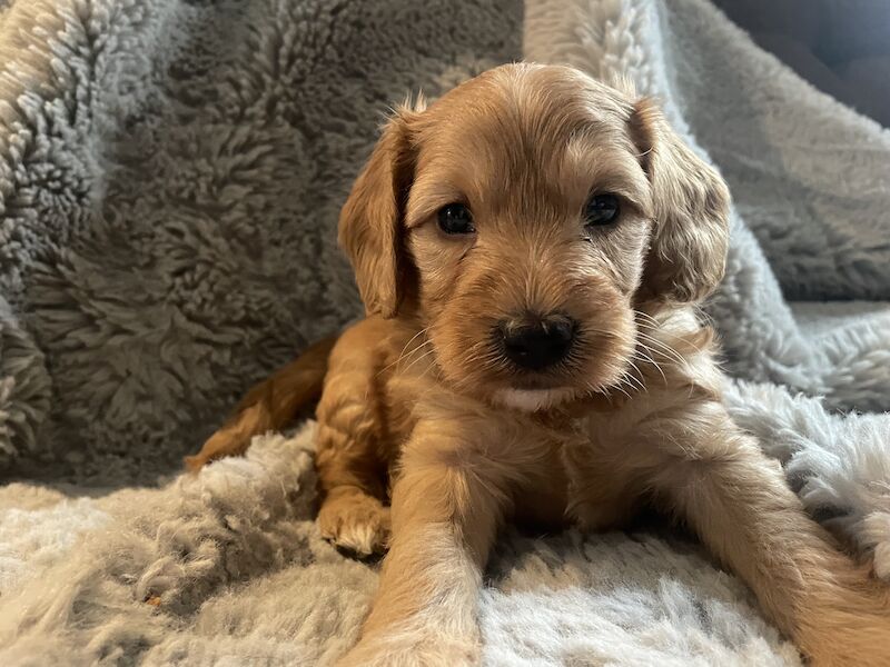 Are Cockapoos Aggressive