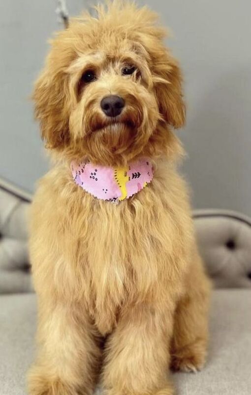 Cockapoo Dogs And Puppies For Sale Under £500