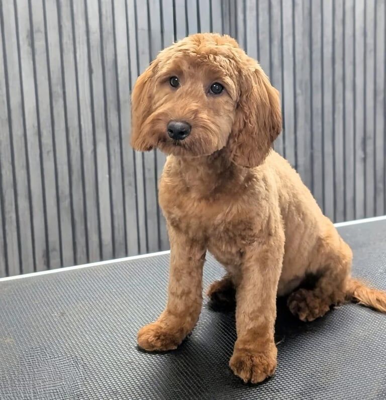 Cockapoo Dave For Sale in Rugeley, Staffordshire | Cockapoo Owners