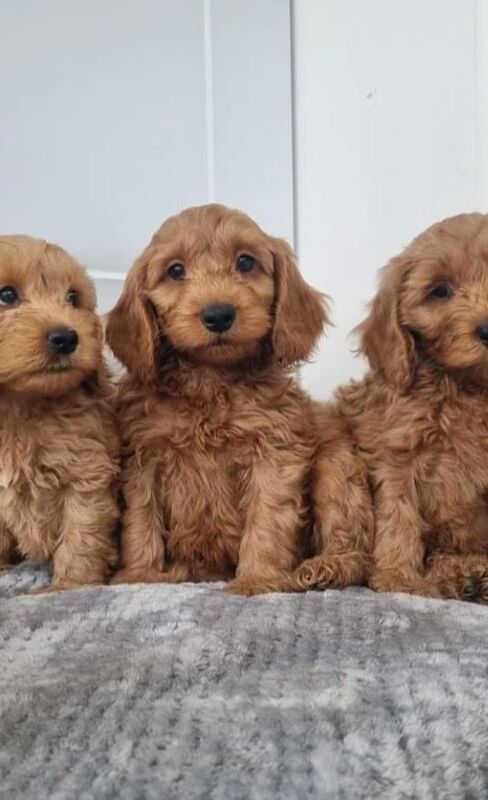 Miniature Cockapoo Puppies For Sale | Cockapoo Owners