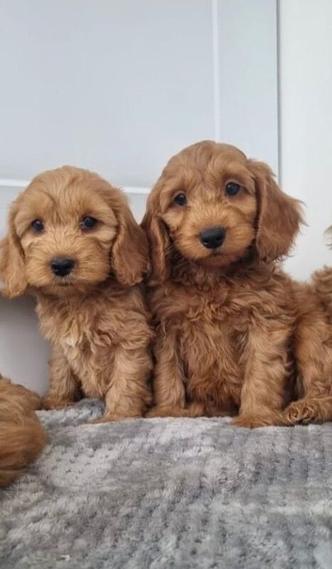 Cockapoo For Sale in Maghera, County Londonderry | Cockapoo Owners