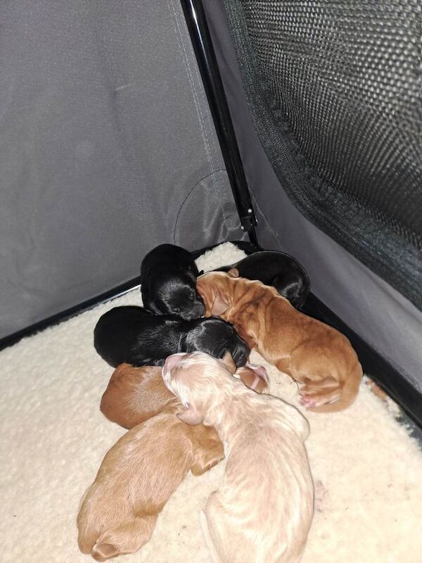 Cockapoo For Sale in Ballycastle, County Antrim | Cockapoo Owners