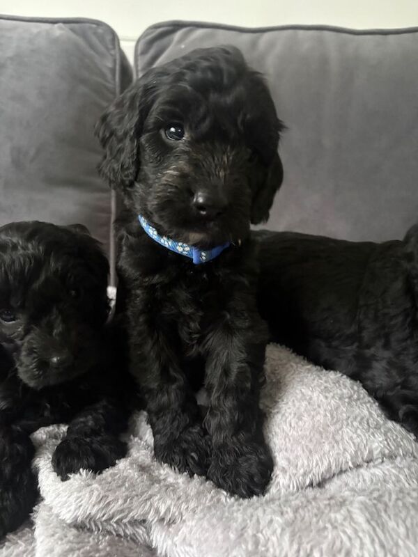 Kennel Club Registered Black Cockapoo Puppies For Sale | Cockapoo Owners