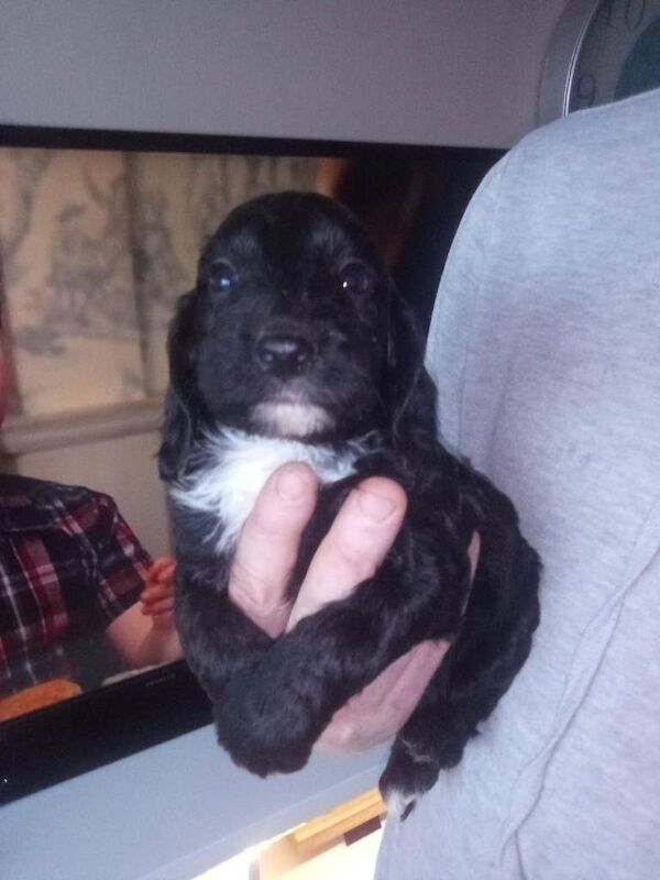 Kennel Club Registered Cockapoo Puppies For Sale From Private Sellers ...