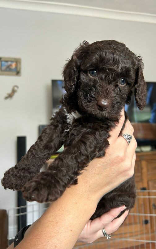 Cockapoo Dogs And Puppies For Sale Under £500