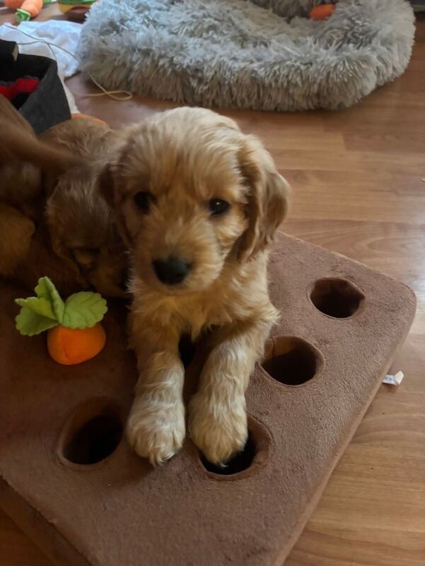 Kennel Club Registered Cockapoo Puppies For Sale From Private Sellers ...