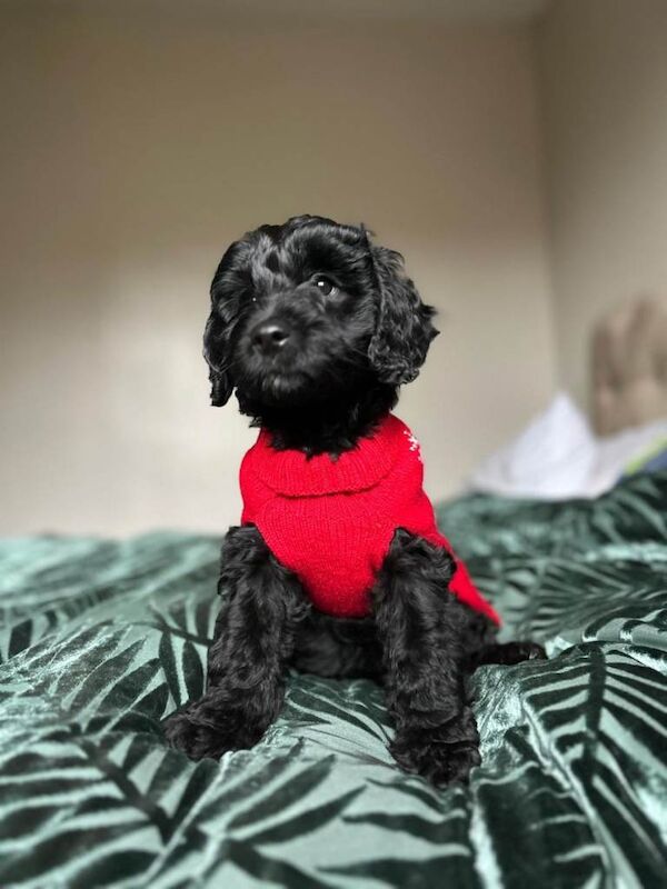 Kennel Club Registered Black Cockapoo Puppies For Sale | Cockapoo Owners