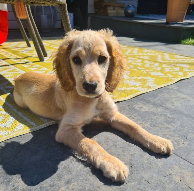 Miniature Cockapoo Puppies For Sale | Cockapoo Owners