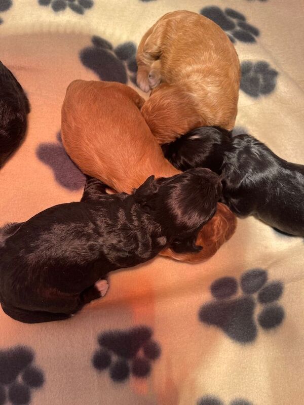 Kennel Club Registered Cockapoo Puppies For Sale From Private Sellers ...