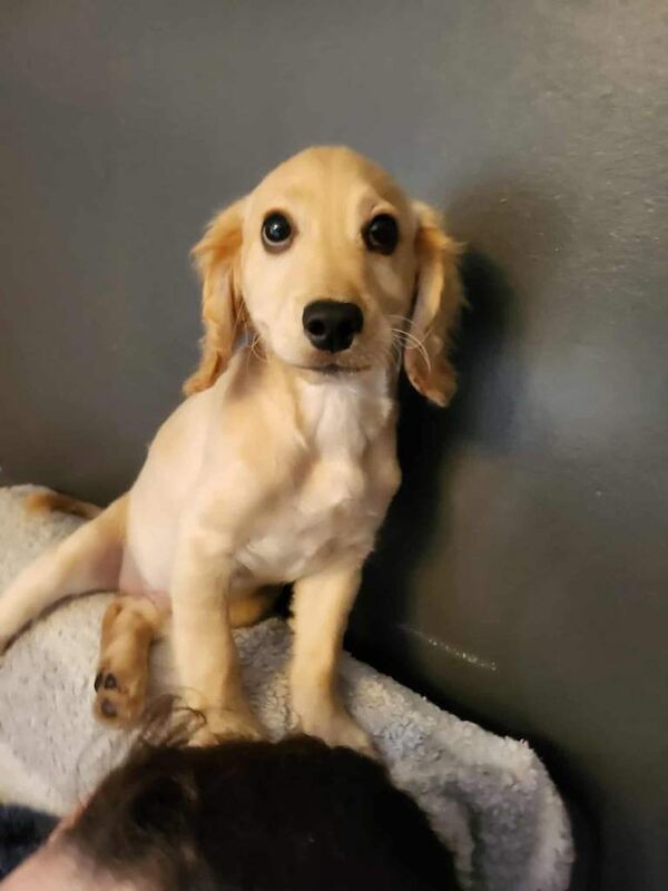 Miniature Cockapoo Puppies For Sale | Cockapoo Owners
