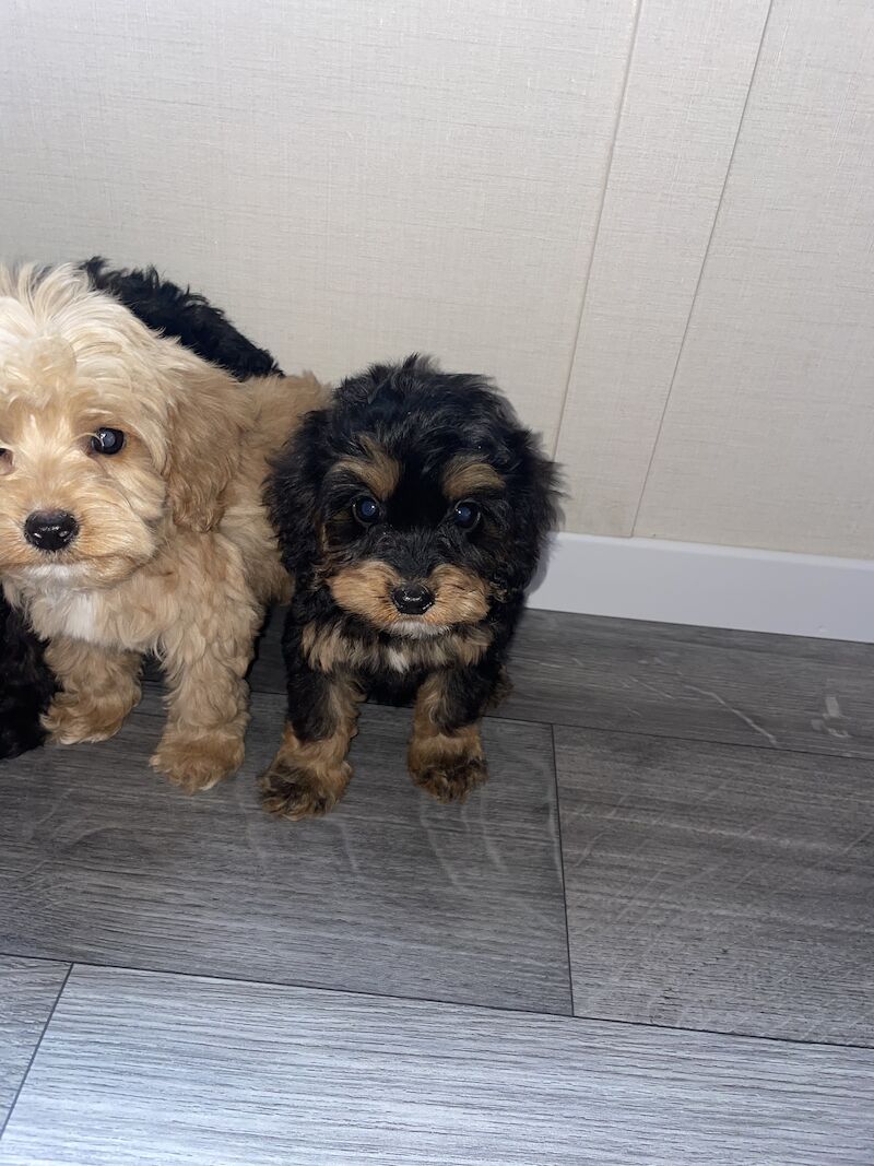 Cockapoo Black And Brown