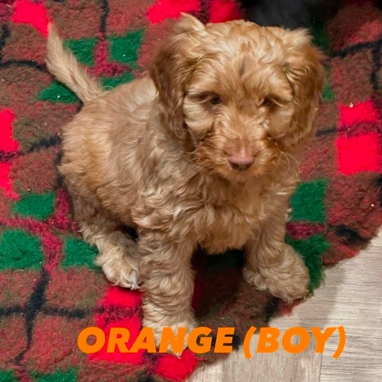 COCKAPOO PUPPIES For Sale in Wheatley Hill County Durham