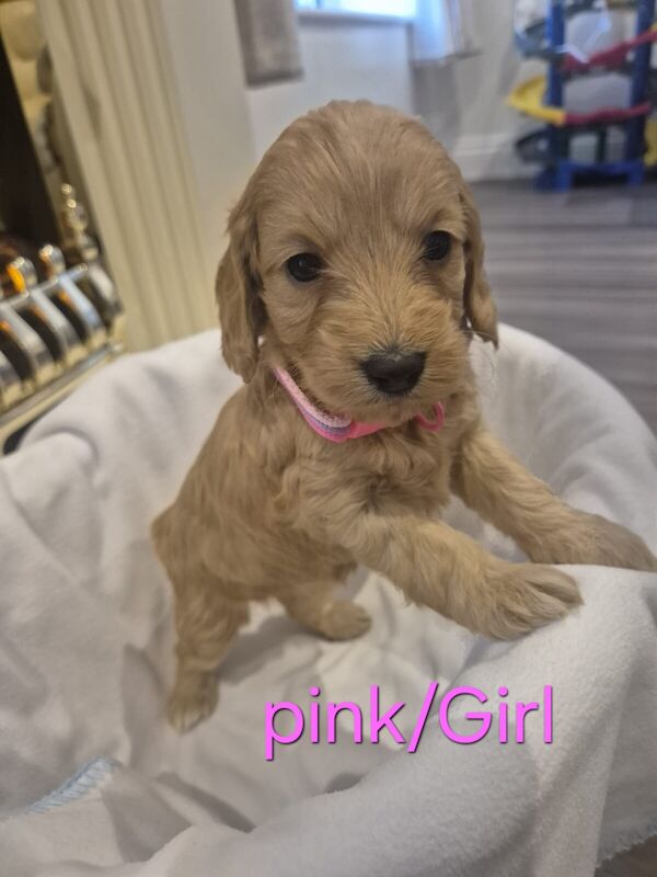 Cockapoo Puppies For Sale in Boreham, Essex