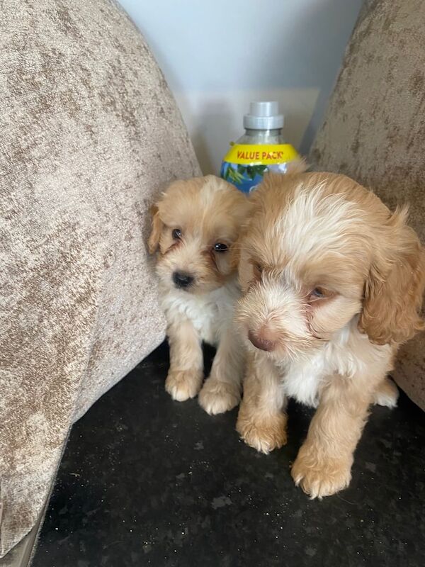 Miniature Cockapoo Puppies For Sale | Cockapoo Owners