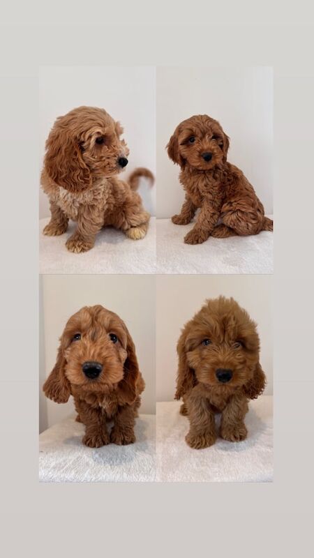 Miniature Cockapoo Puppies For Sale | Cockapoo Owners