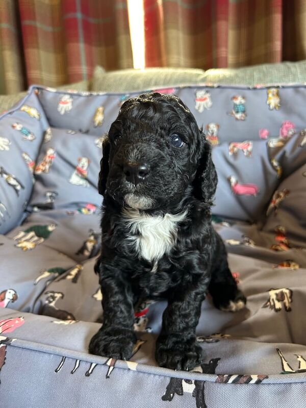 Brown/Chocolate Cockapoo Puppies For Sale | Cockapoo Owners