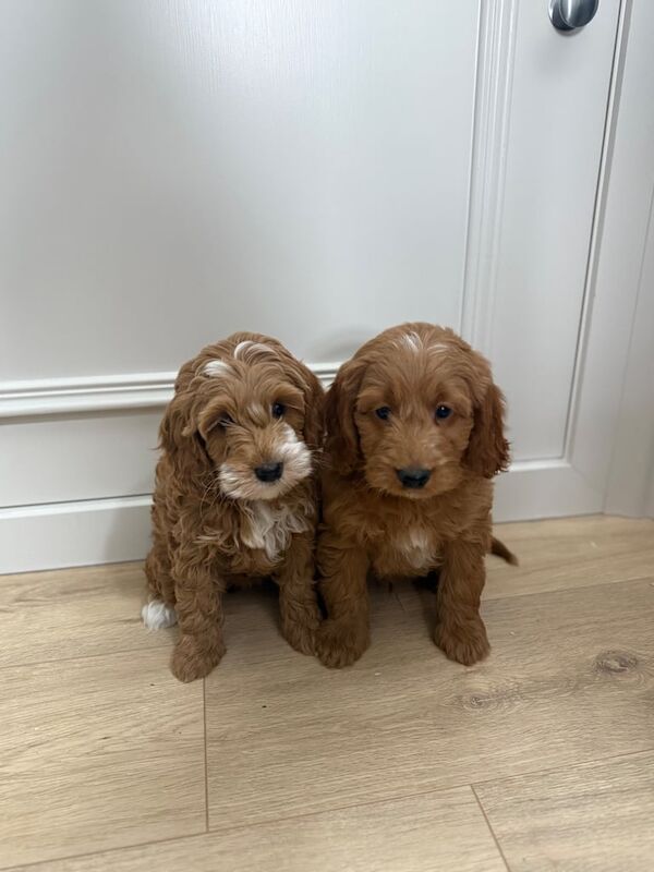 Adorable Cockapoo Puppies For Sale in Tandragee, County Armagh ...