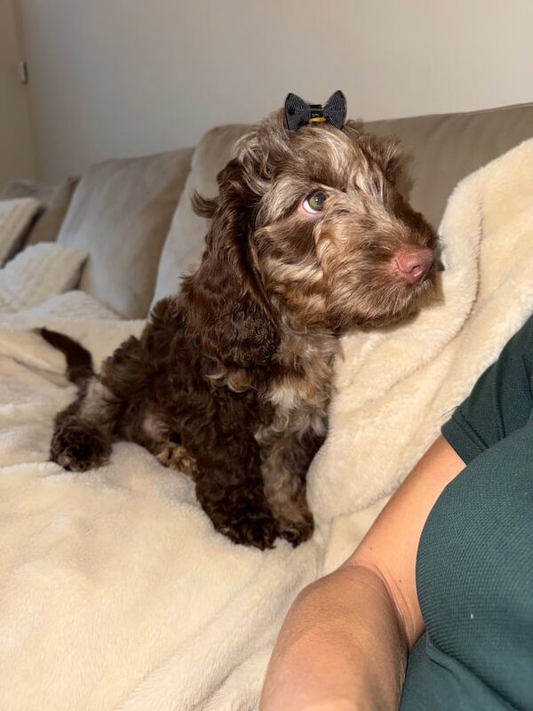 Cockapoo Puppies For Sale in Shiremoor, Tyne And Wear | Cockapoo Owners