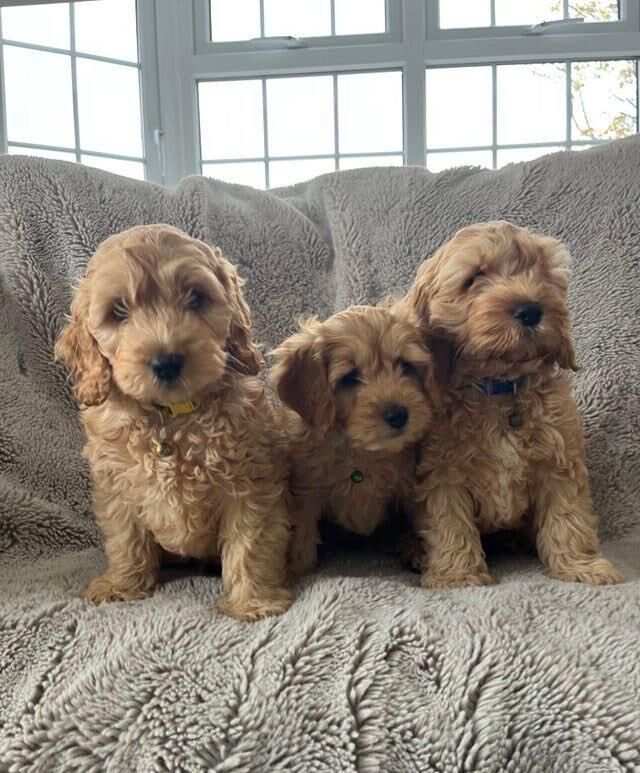 Miniature Cockapoo Puppies For Sale | Cockapoo Owners