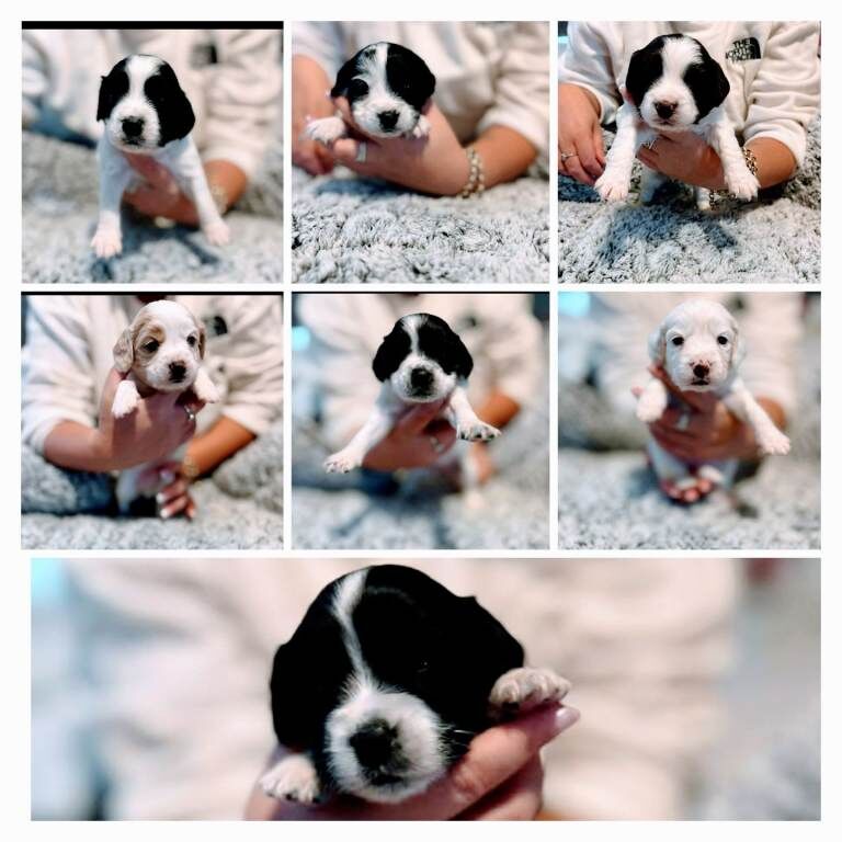 Cockapoo Puppies For Sale in Belfast, County Antrim | Cockapoo Owners