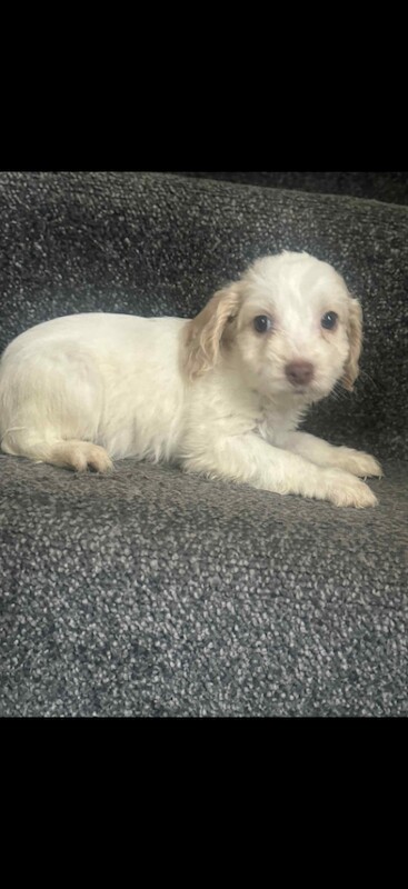 Kennel Club Registered Cockapoo Puppies For Sale From Private Sellers ...