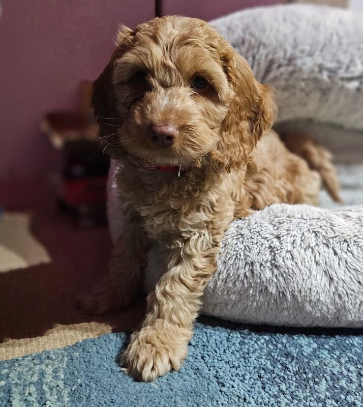 Cockapoo Puppies F1 Champagne Golden For Sale in Moreton-in-Marsh ...