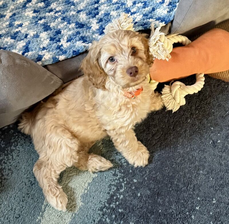 Cockapoo Puppies F1 Champagne Golden For Sale in Moreton-in-Marsh ...