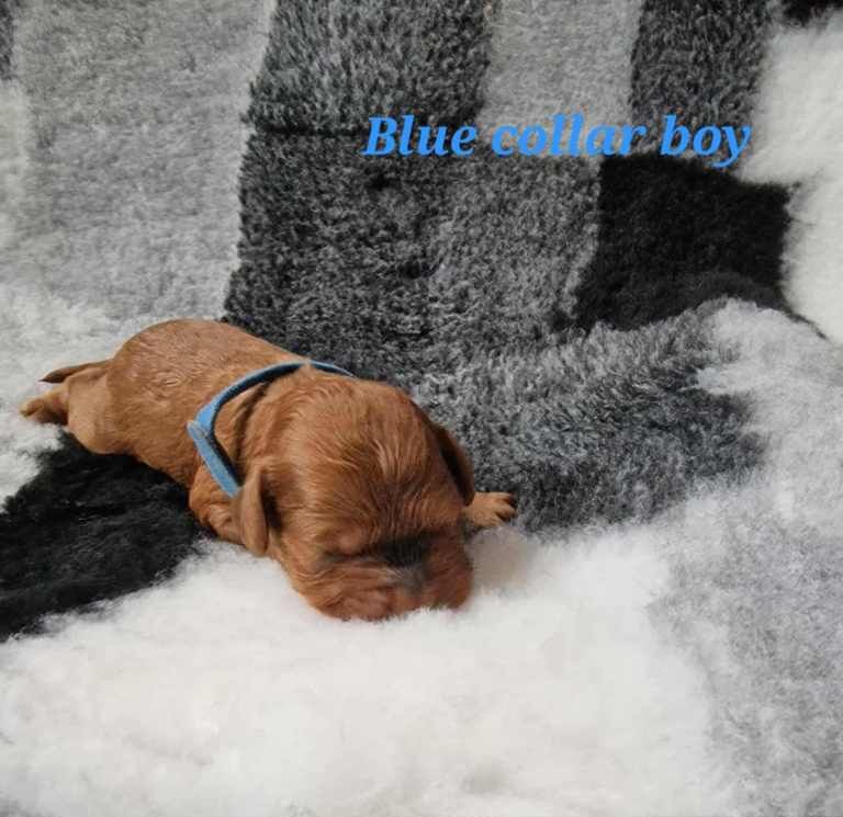 Kennel Club Registered Cockapoo Puppies For Sale | Cockapoo Owners