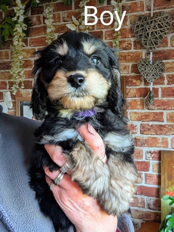 Cockapoo Puppies (working Cocker X Toy Poodle) For Sale in Market Rasen ...