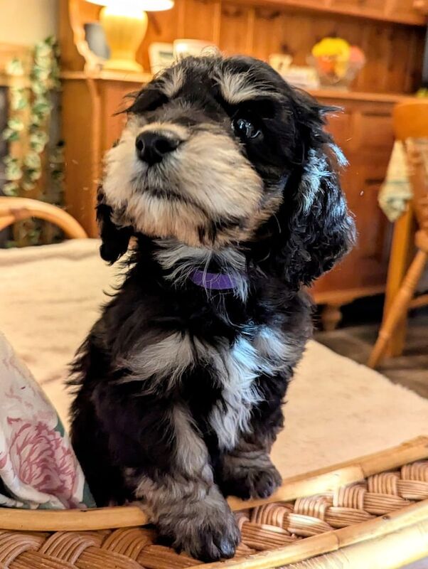 Cockapoo Puppies (working Cocker X Toy Poodle) For Sale in Market Rasen ...