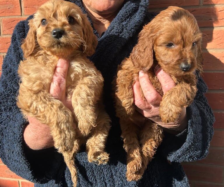 Cockapoo Puppys For Sale in Kingswinford, West Midlands