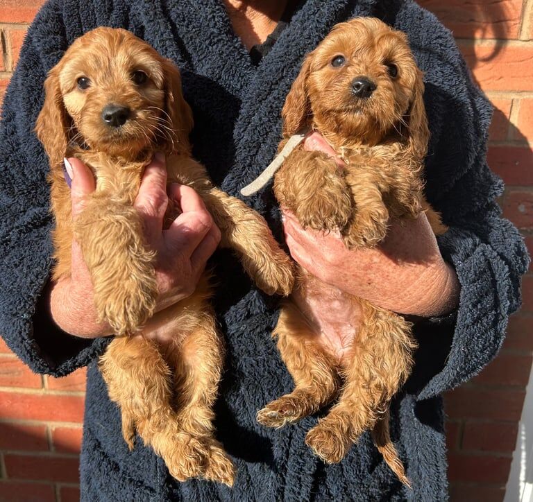 Cockapoo Puppys For Sale in Kingswinford, West Midlands