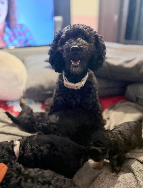 Kennel Club Registered Cockapoo Puppies For Sale From Private Sellers ...