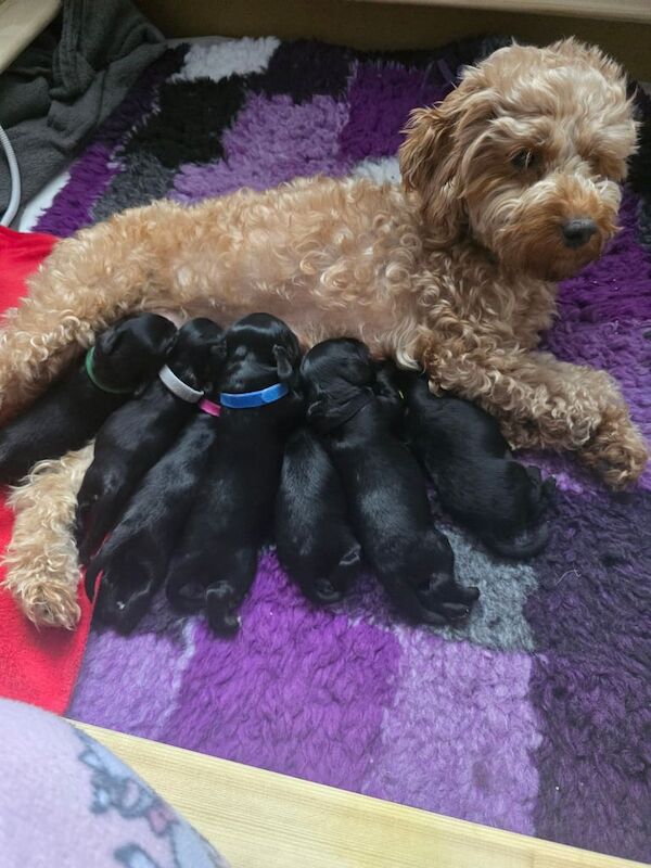 Brown/Chocolate Cockapoo Puppies For Sale | Cockapoo Owners