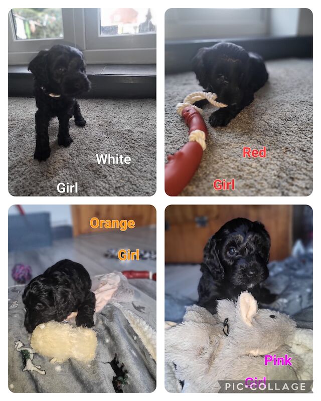 Results Page 2 For Cockapoo Dogs And Puppies For Sale